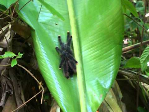 Trinidad Tarantula spider - YouTube