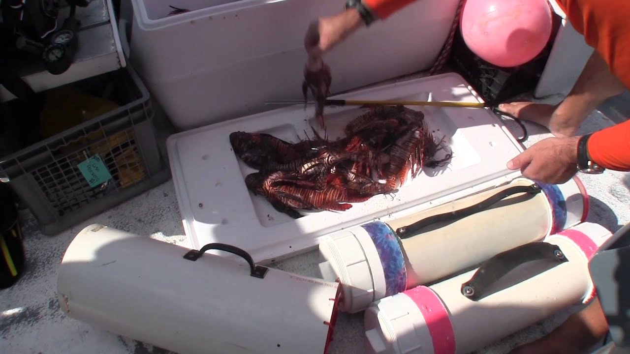 Lionfish Culling in the Cayman Islands - YouTube