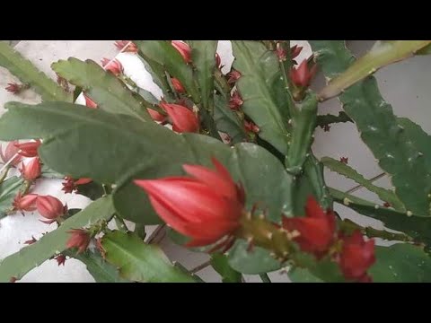 ATLASLARIM SICAN KUYRUGU KUPELI MAYMUN.KUYRUGU BAHCEM