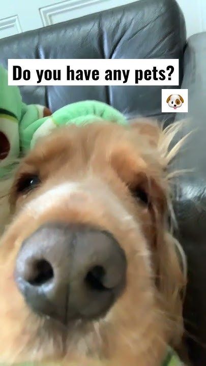 Do you have any pets? - YouTube