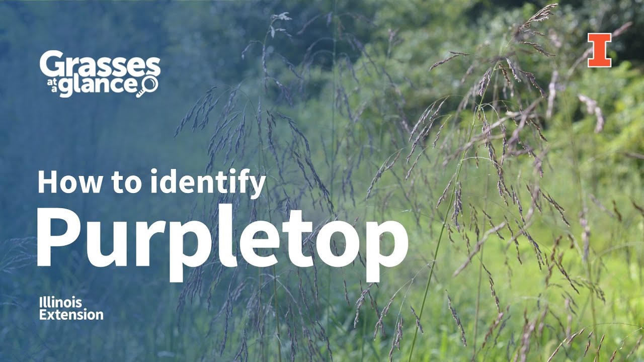 How to Identify Purpletop | global | Illinois Extension | UIUC