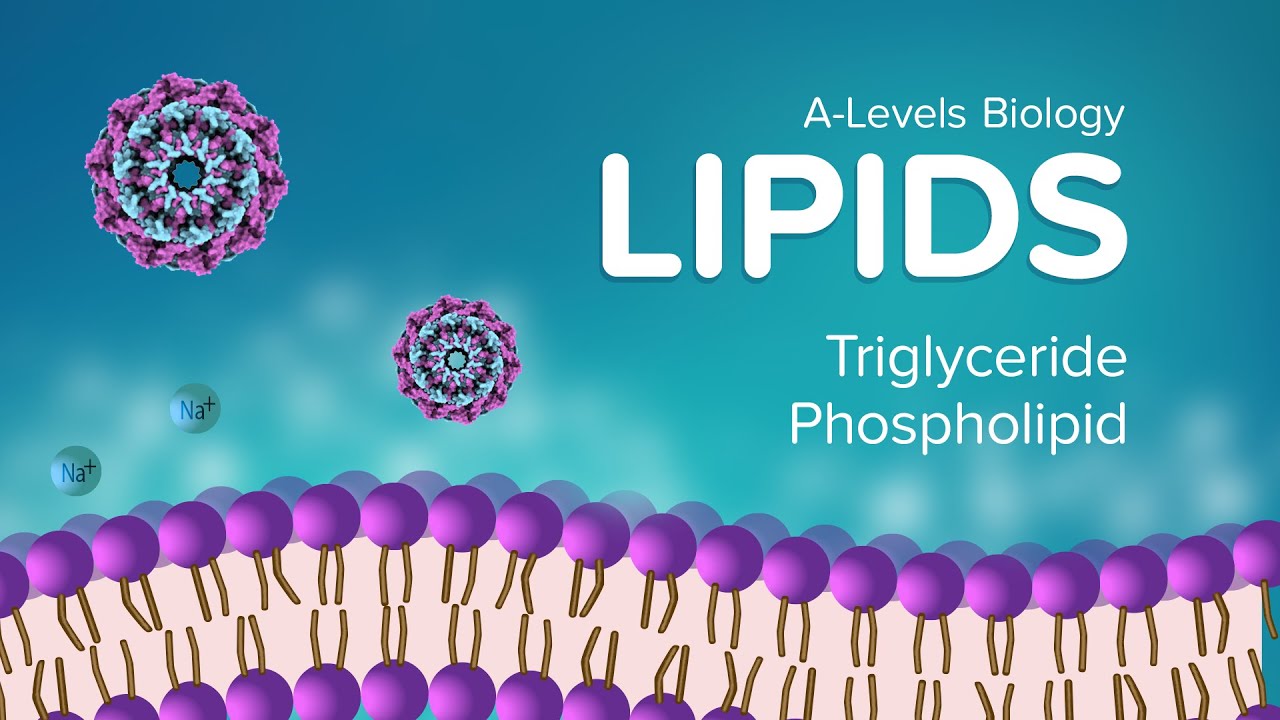 Lipids | Cambridge A Level Biology - HomeSchool asia - YouTube