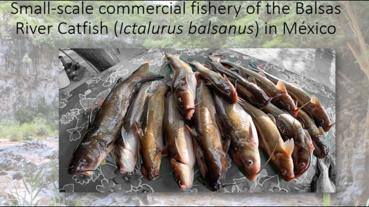 Mojica- Small-scale commercial fishery of the Balsas River Catfish ...