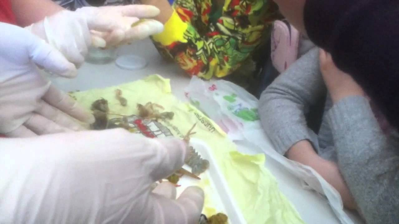 Alex Tube խեցգետին - YouTube