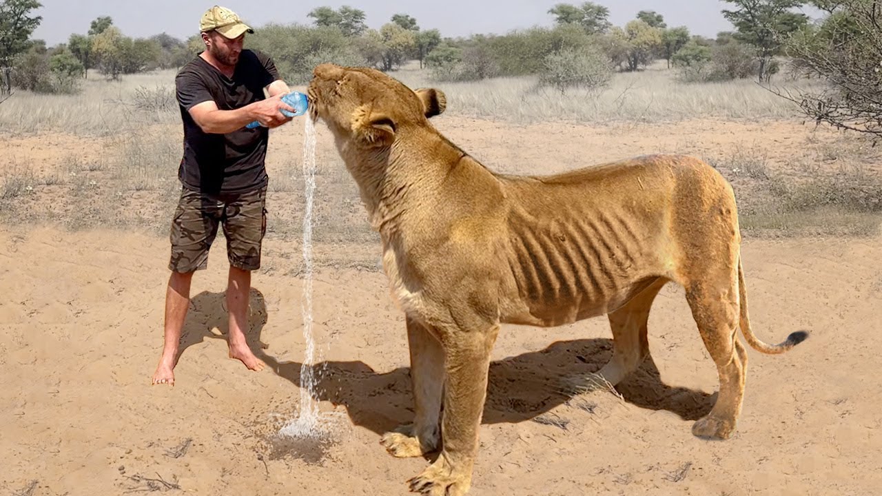 Ferocious Wild Animals Asked Humans for Help and Kindness | Most ...
