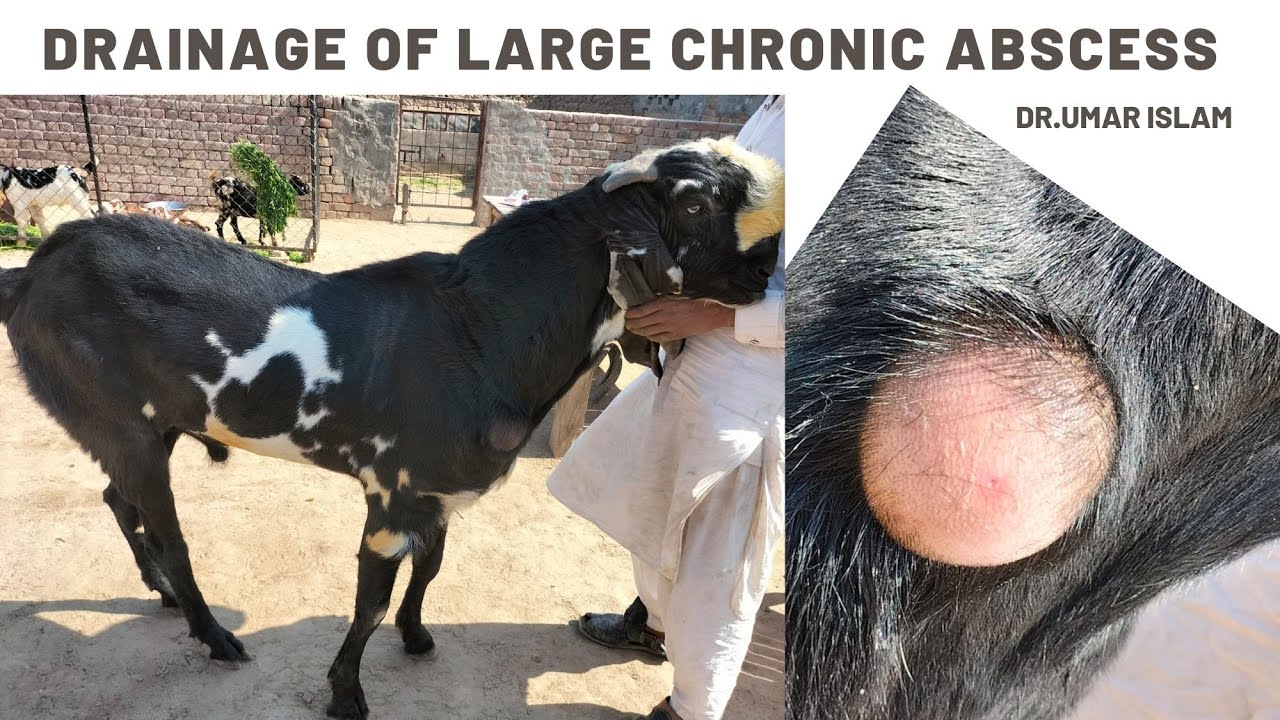 Chronic Abscess Toxemia in Breeder Buck || Caseous Exudate Drainage in ...