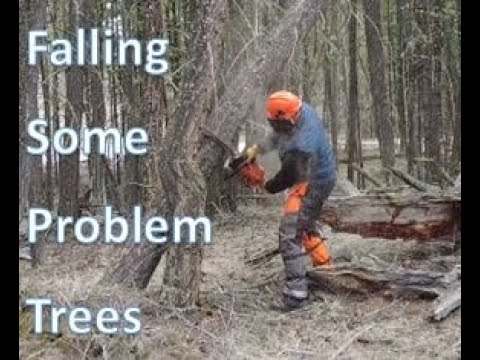 Taking down some problem trees - YouTube