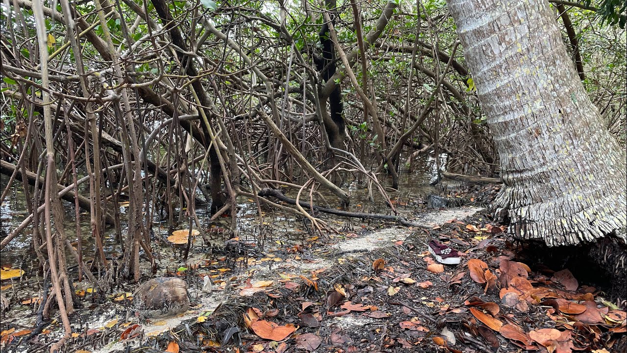 Self seeded, naturalized Coconuts in Sarasota, Florida on the Wrack ...