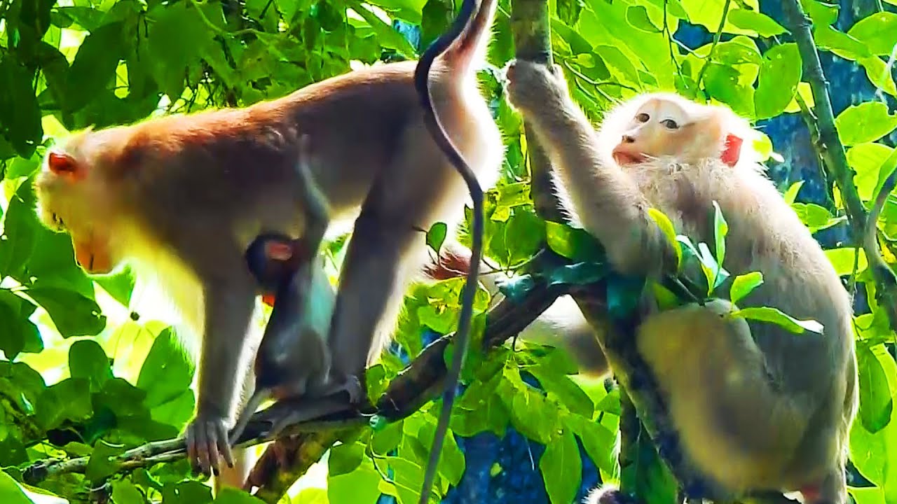 WELL DONE! ROSE MONKEY LOOK AFTER LIBBY MOM CAREFULLY WHILE RAINBOW ...