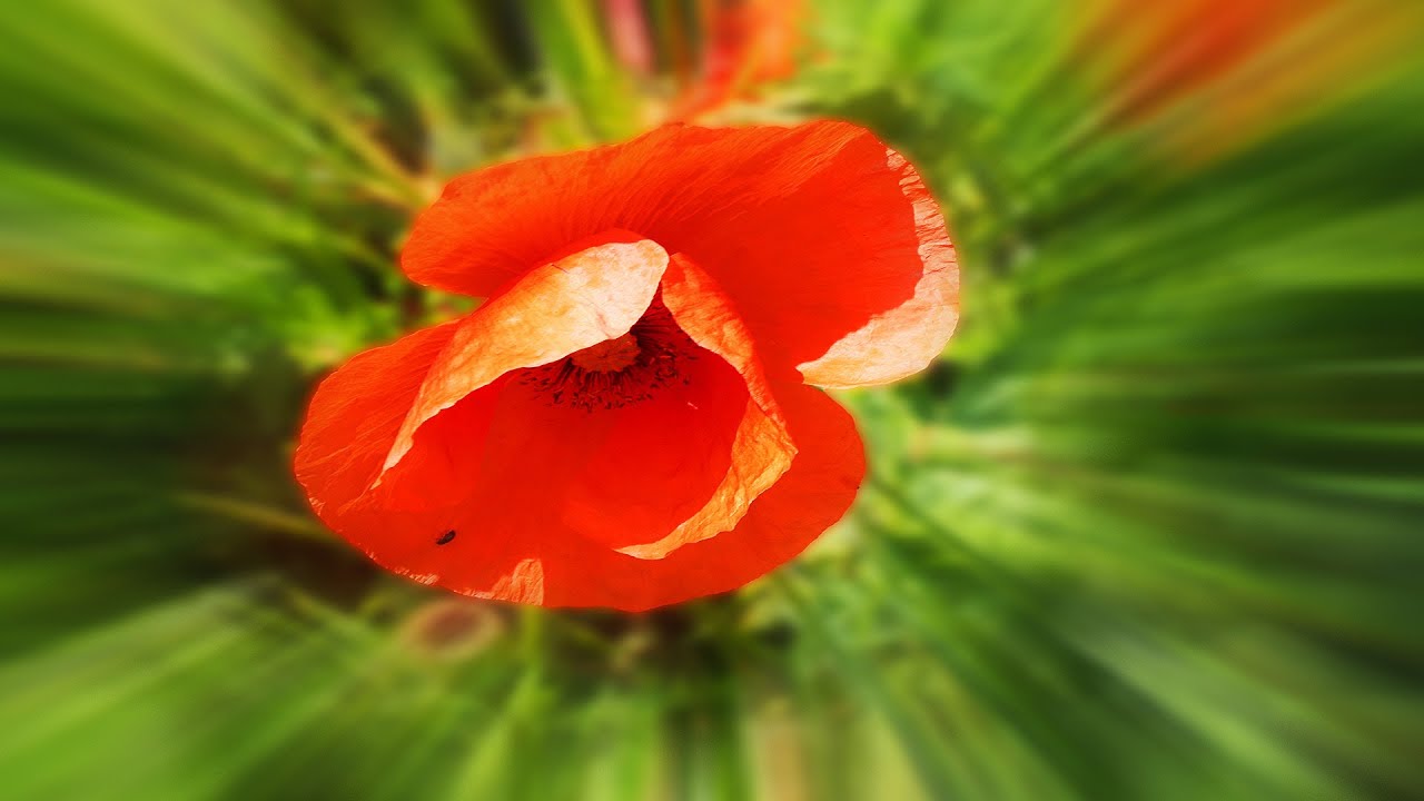 DIVÉ MAKY - YouTube