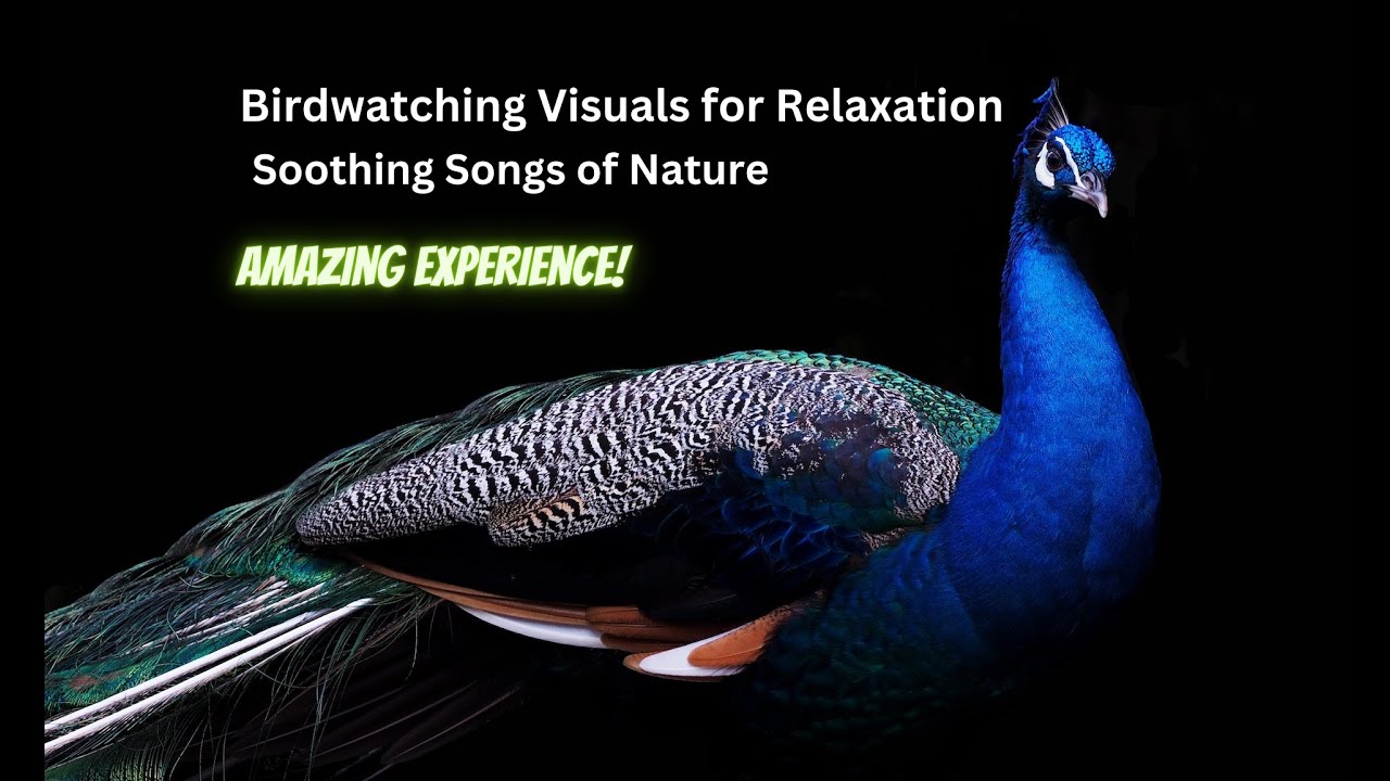 Best Relaxing Video| Soothing Songs of Nature: Relaxing Birdwatching ...