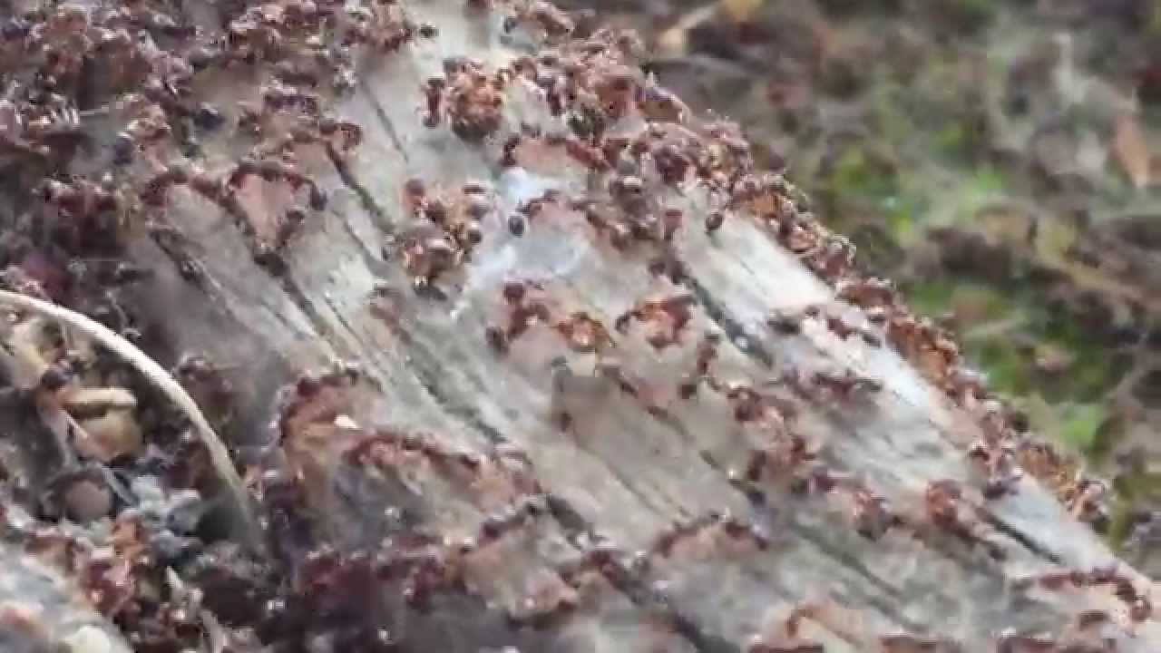 Ant War - YouTube