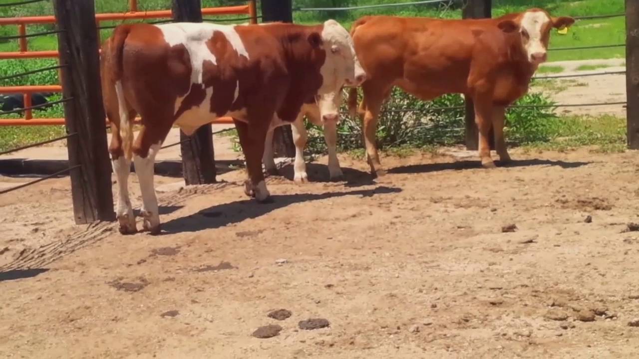 TORETES SIMMENTAL PARA ENCAZCAR EN VENTA EN SONORA - YouTube