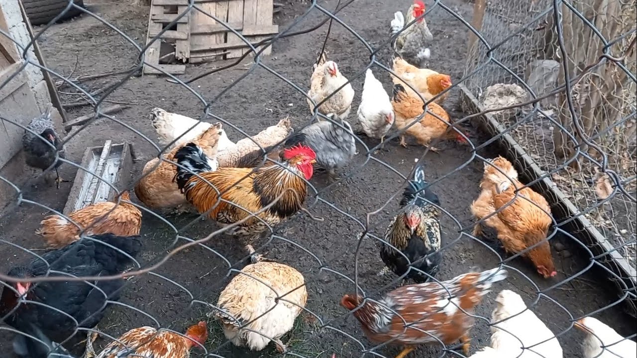These chickens will make you feel better :) - YouTube