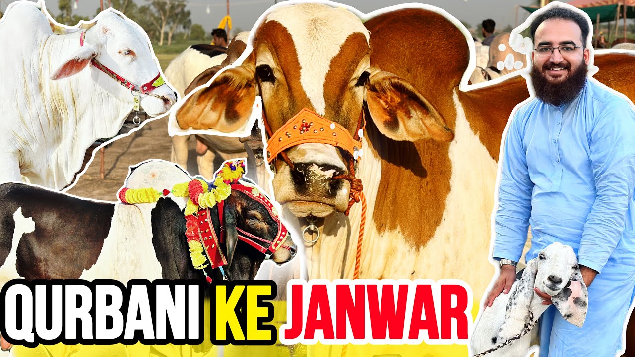 Qurbani ke Janwar || Eid ul Adha 2024 || Beautiful Cows 🐄 in Faisalabad ...