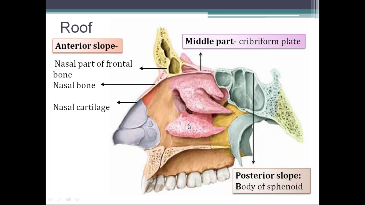 Nasal Cavity I YouTube nasal-cavity-i-youtube