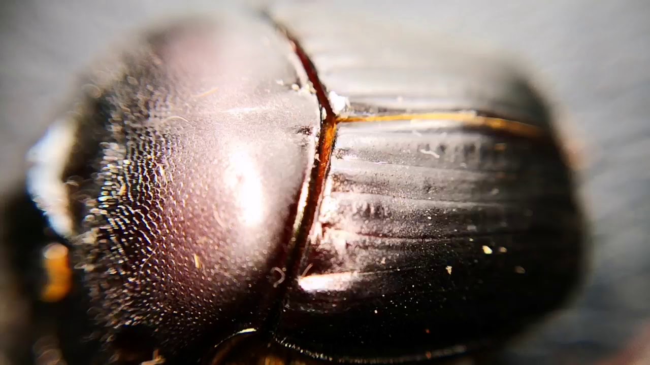 Entomología: Coprophanaeus sp. Escarabajo coprofago - YouTube