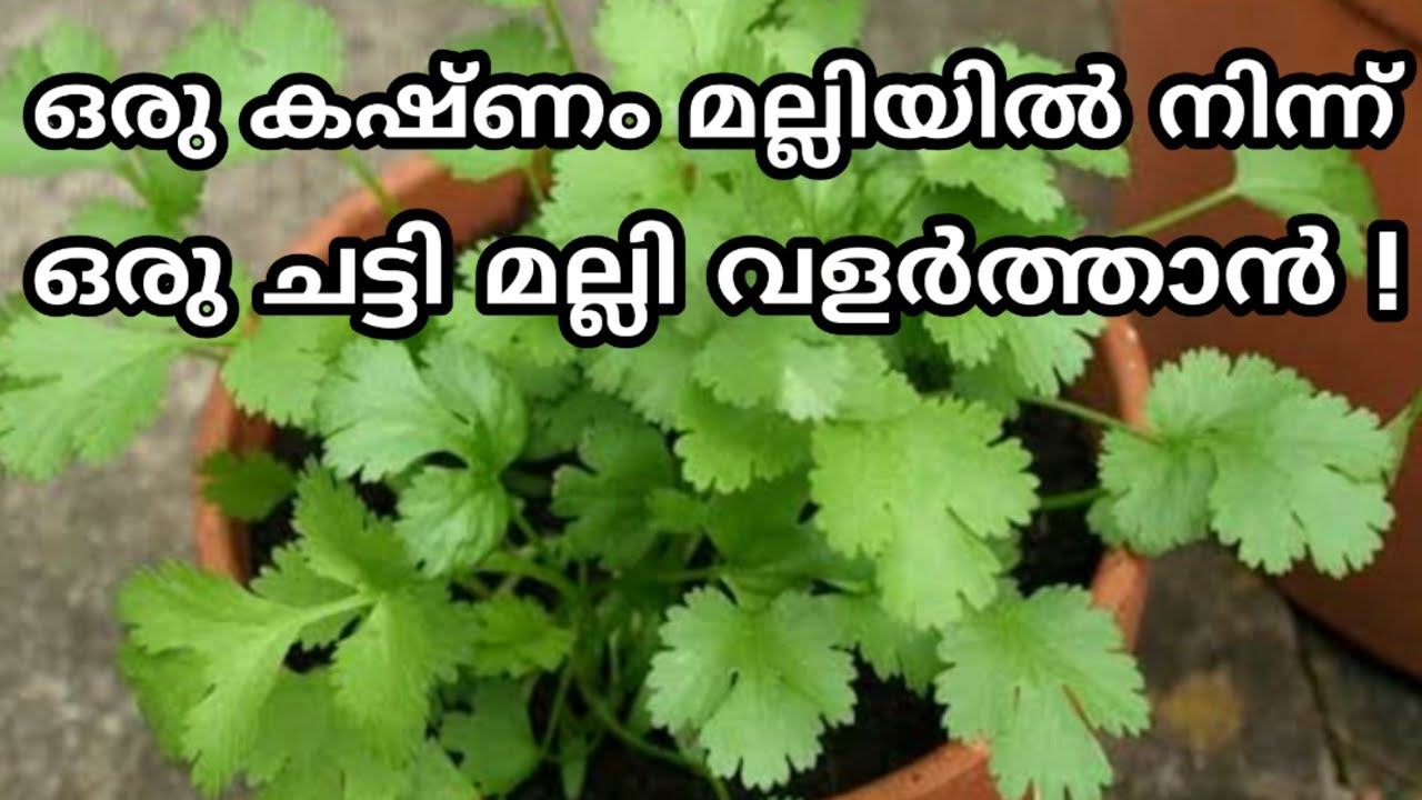 Malliyila valarthal | Malli krishi tips in malayalam | How to plant and ...