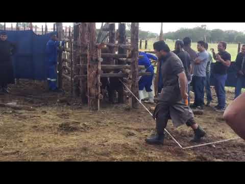 Bull slaughter South Africa.. Ravats farm - YouTube