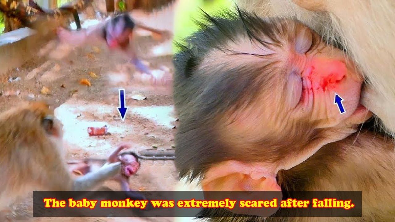 The little monkey fell from a high place, it was extremely scared and ...