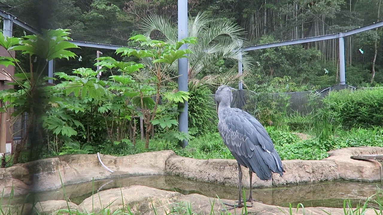 #28 Aug 2019 at Noichi zoo, Kochi, Japan - YouTube