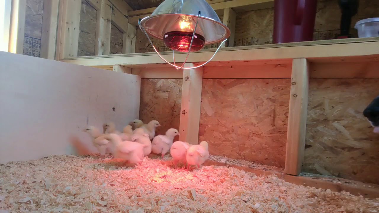 Chicken Chores and a close call! - YouTube