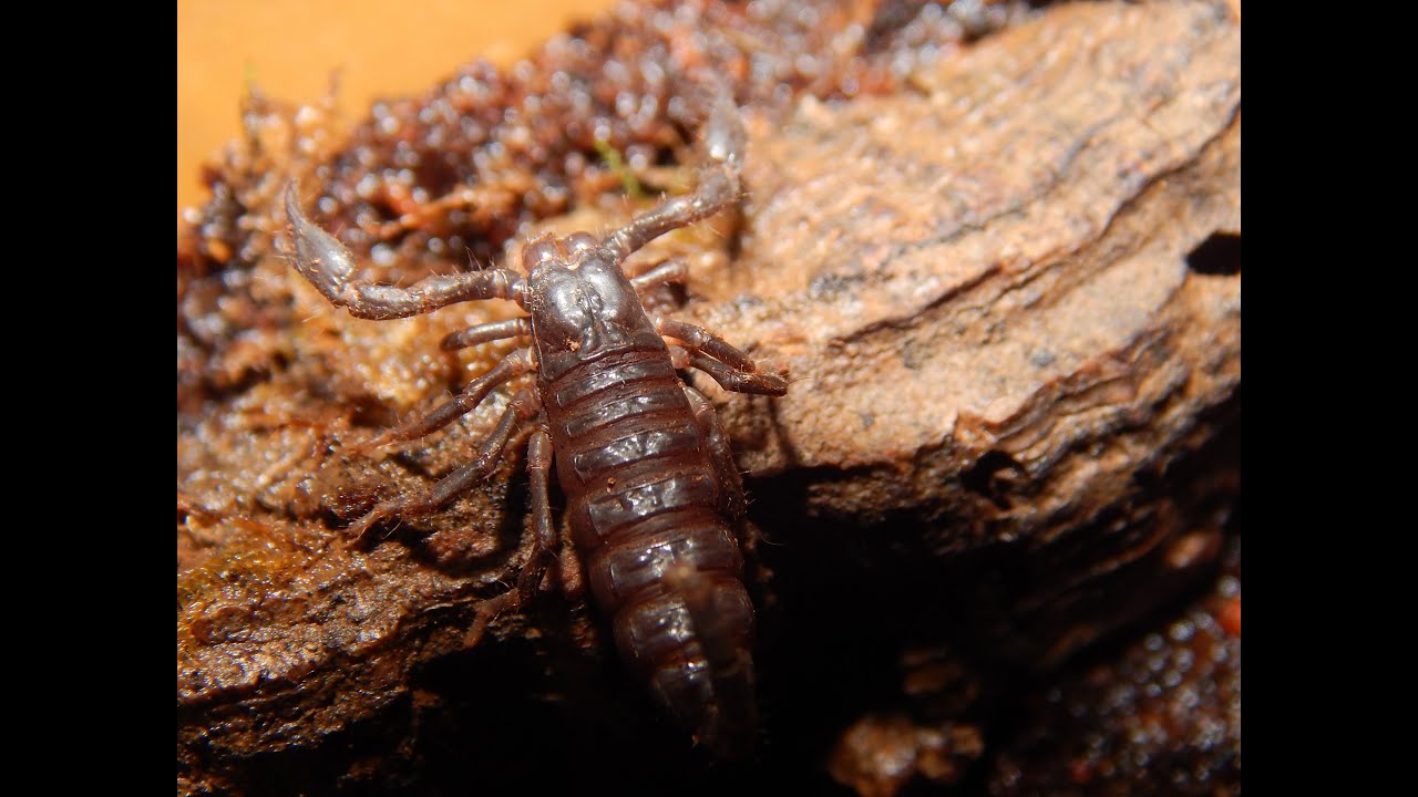 baby asian forest scorpion care (Heterometrus Spinifer) - YouTube