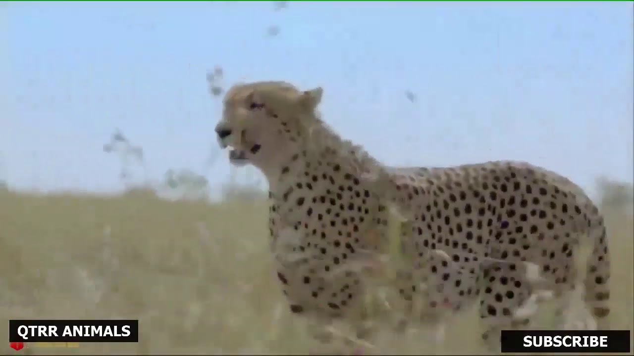 Eagles Catch Cheetah Cubs Mother Cheetah Save Fail & Vs Eagle To ...