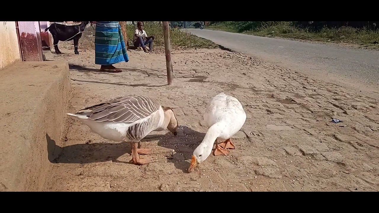 Rajhans राजहंस|Hans हंस|swans|swans eating sound|हंस का आवाज#birds # ...