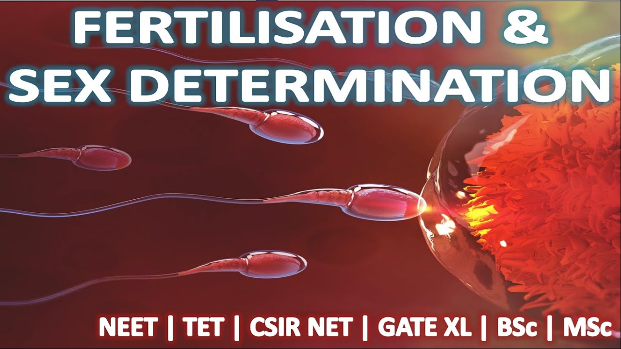 Fertilisation And Sex Determination In Human Youtube