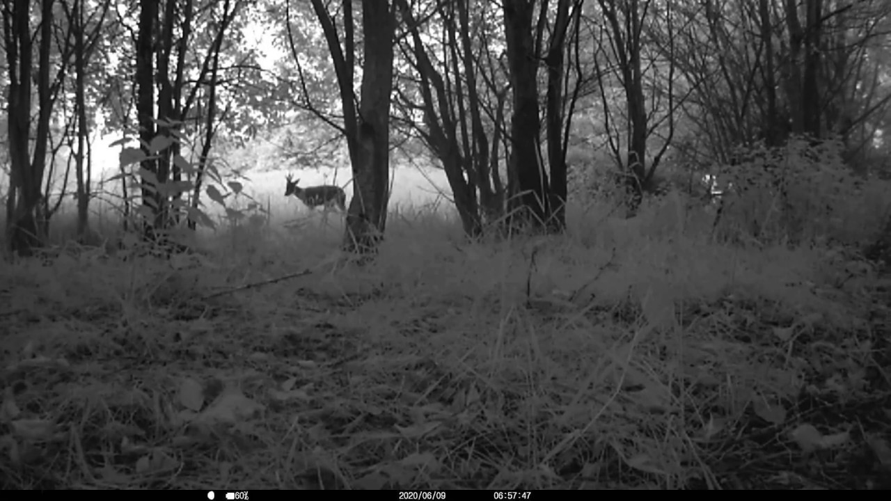 Buck or Stag deer thrashing the surrounding trees marking its dominance ...