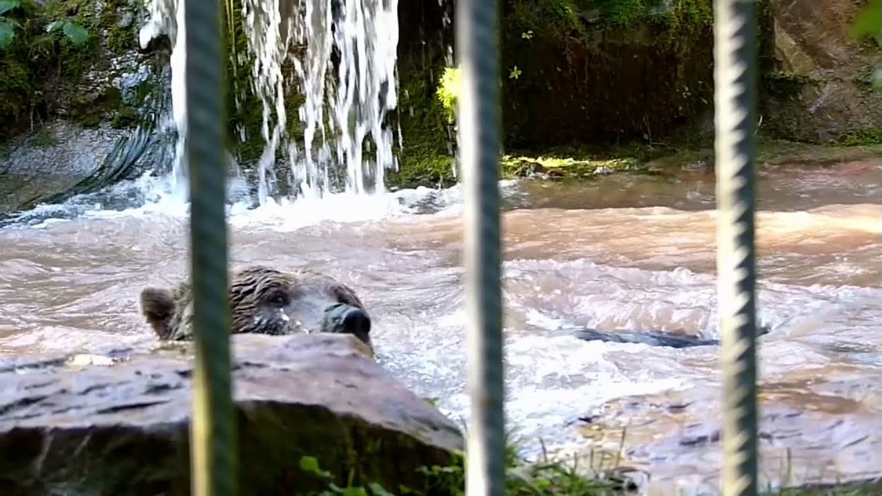 Tripsdrill - Wildparadies ( Badender Bär ) - YouTube