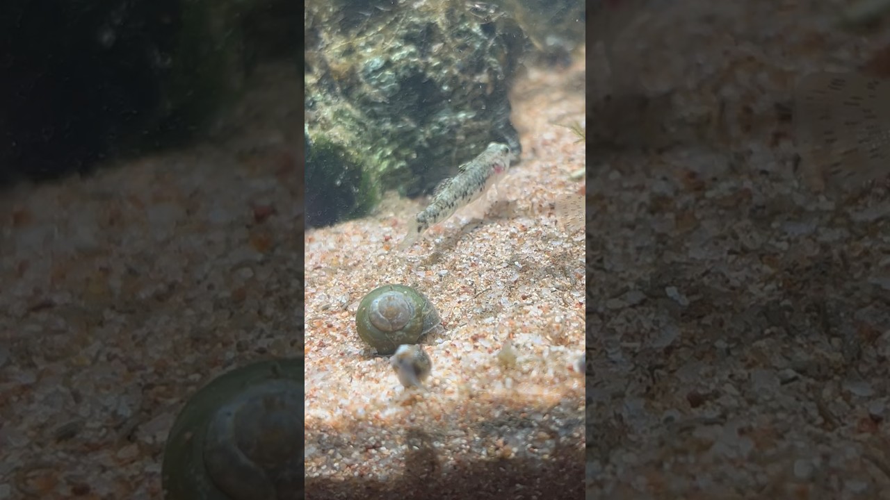 ヒナハゼ可愛い ️ #めだか #アクアリウム #アクアポニックス #ビオトープ #fish #オトシンクルス #コリドラス #金魚 #ミナミ ...