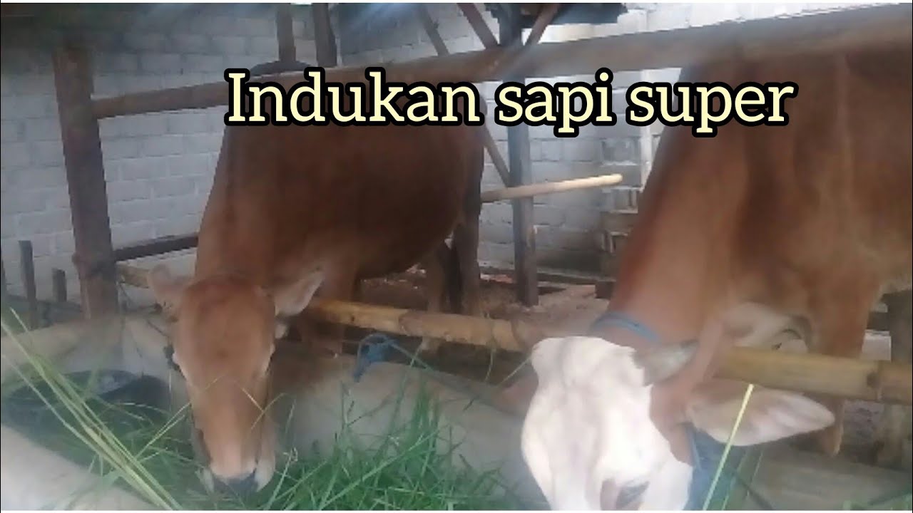 INDUKAN SAPI PEGON SUPER - YouTube