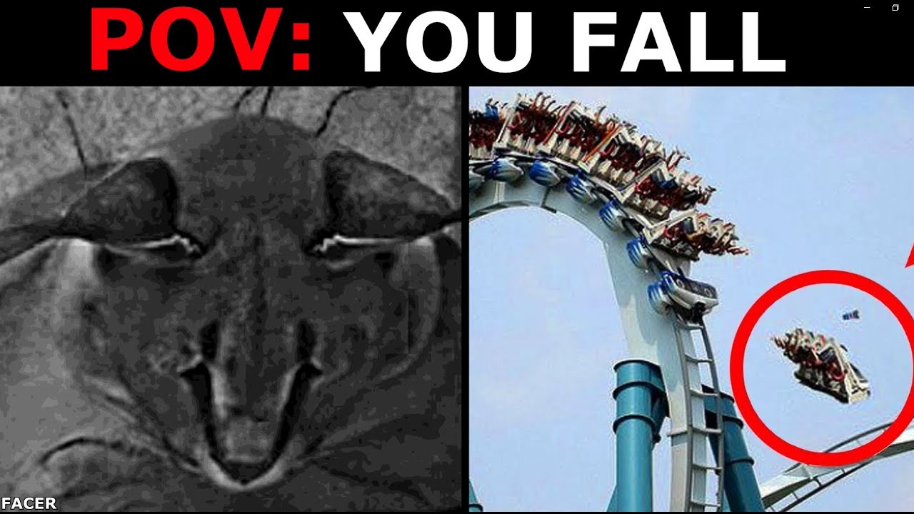 Floppa Becoming Sad (POV: YOU FALL) - YouTube