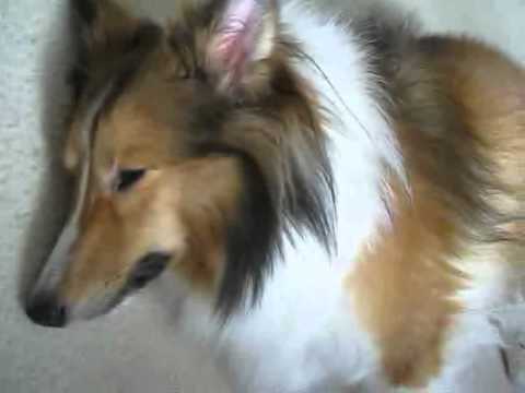 Sleeping Sheltie Very Tired Shetland Sheepdog Puppy - YouTube