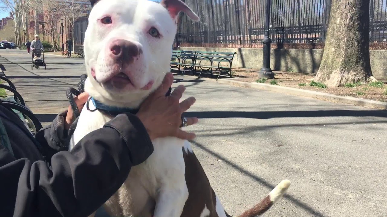 Spike 56025 | Beloved beauty Spike! - YouTube