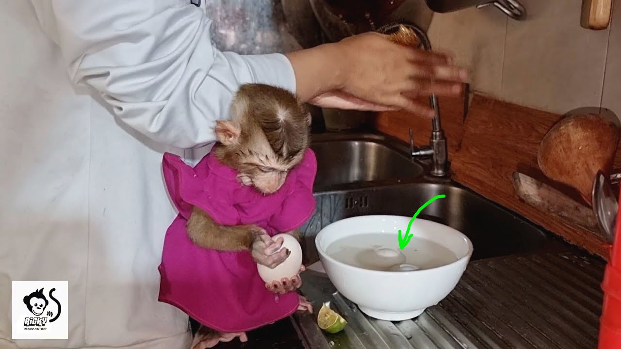 Lovely Ricky Pets Lightly, Deeply Worry & Care of Eggs Forbid to ...