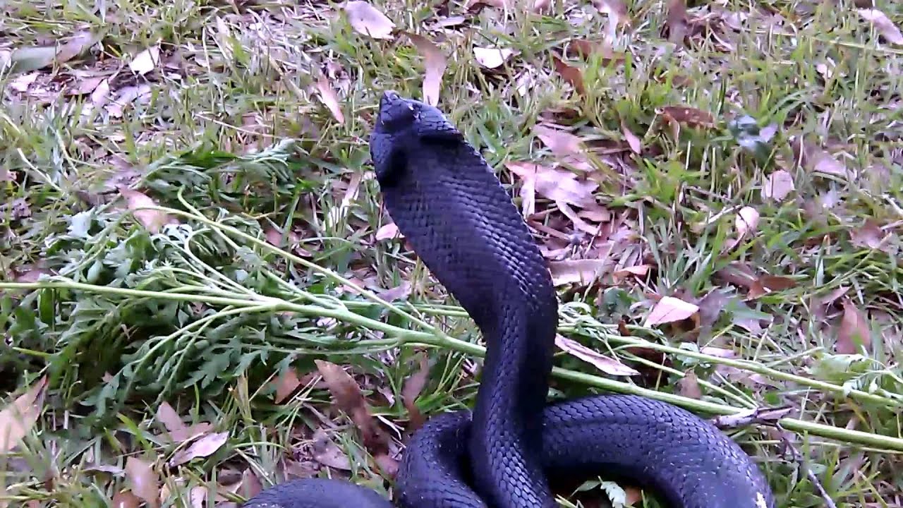 Spreading Adder imitating Cobra - YouTube