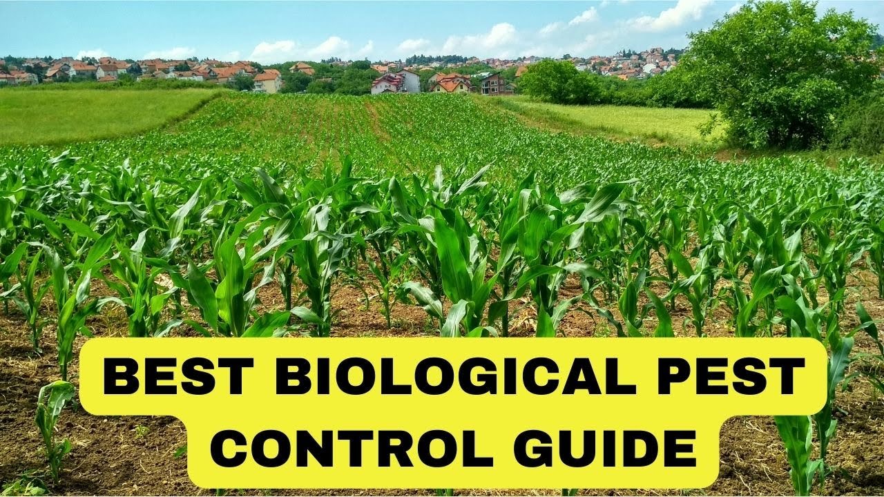 EASY Biological Pest Control TIPS | Very SUSTAINABLE | Pest Control ...