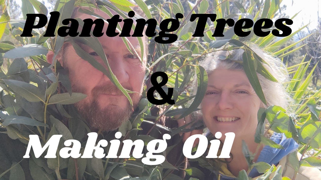 Planting Trees and Making Essential Oil in Central Portugal - YouTube
