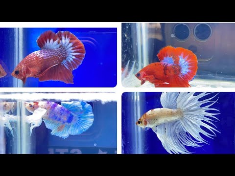 New stock of Nemo Candy OHM betta or decoration items available now ...