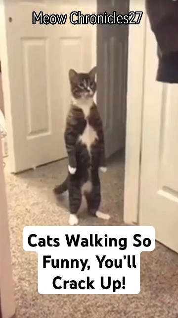 Cats Walking So Funny, You’ll Crack Up! #cat #shorts #catlover # ...
