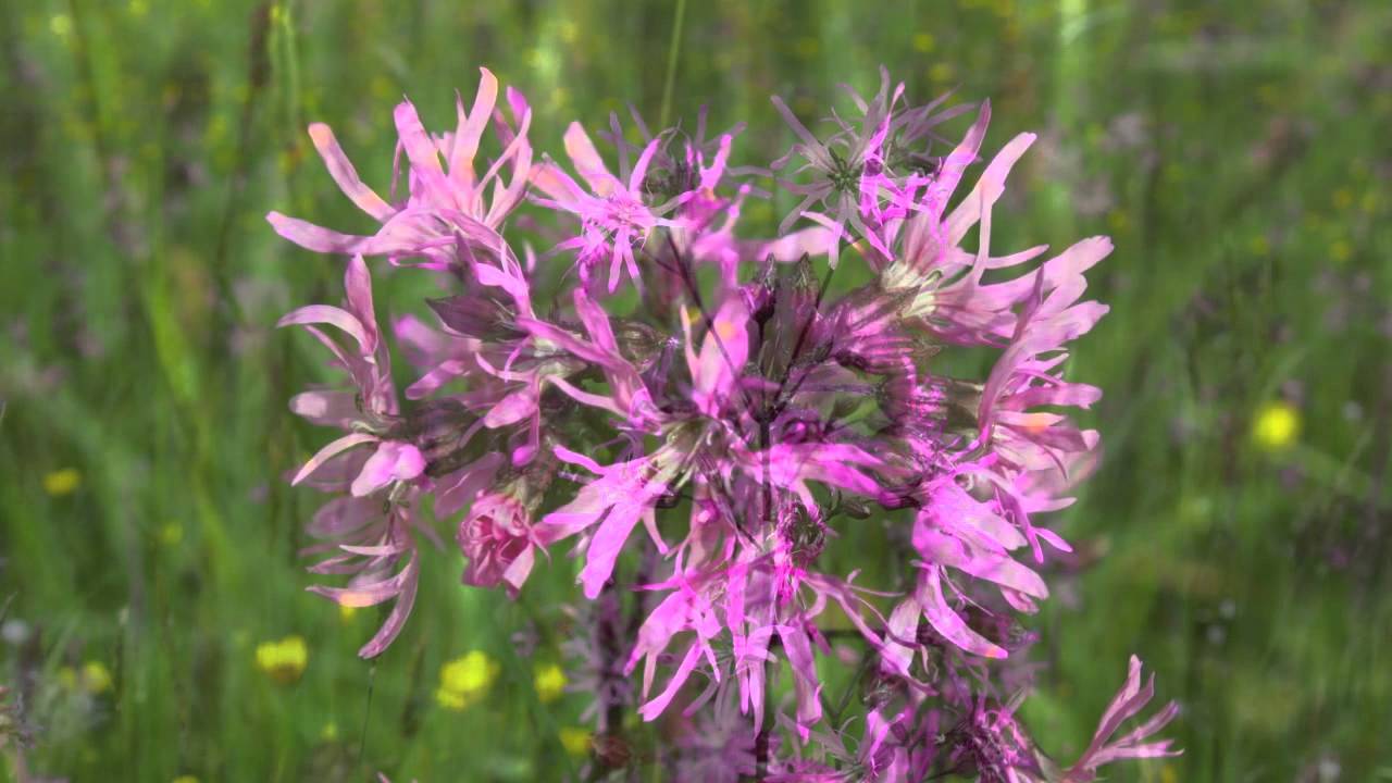 Ragged Robin and Buttercup Meadow - YouTube