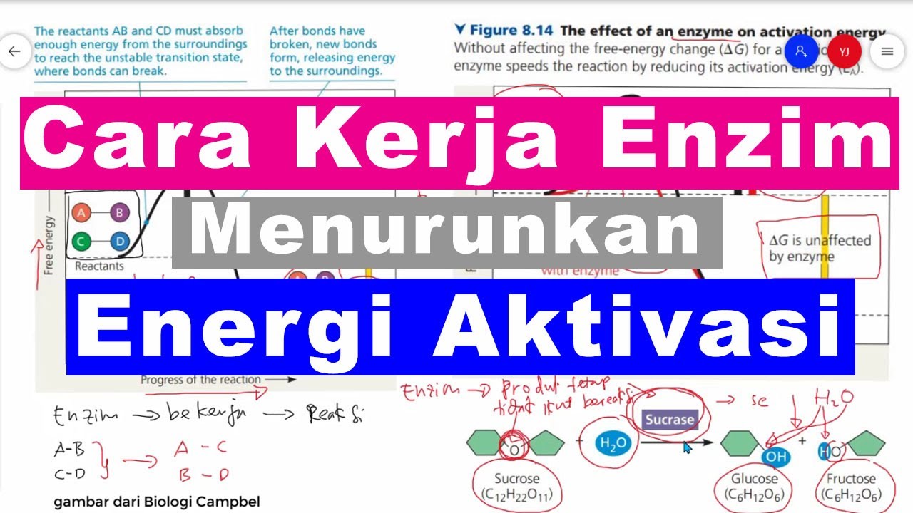 Cara Kerja Enzim Menurunkan Energi Aktivasi - YouTube