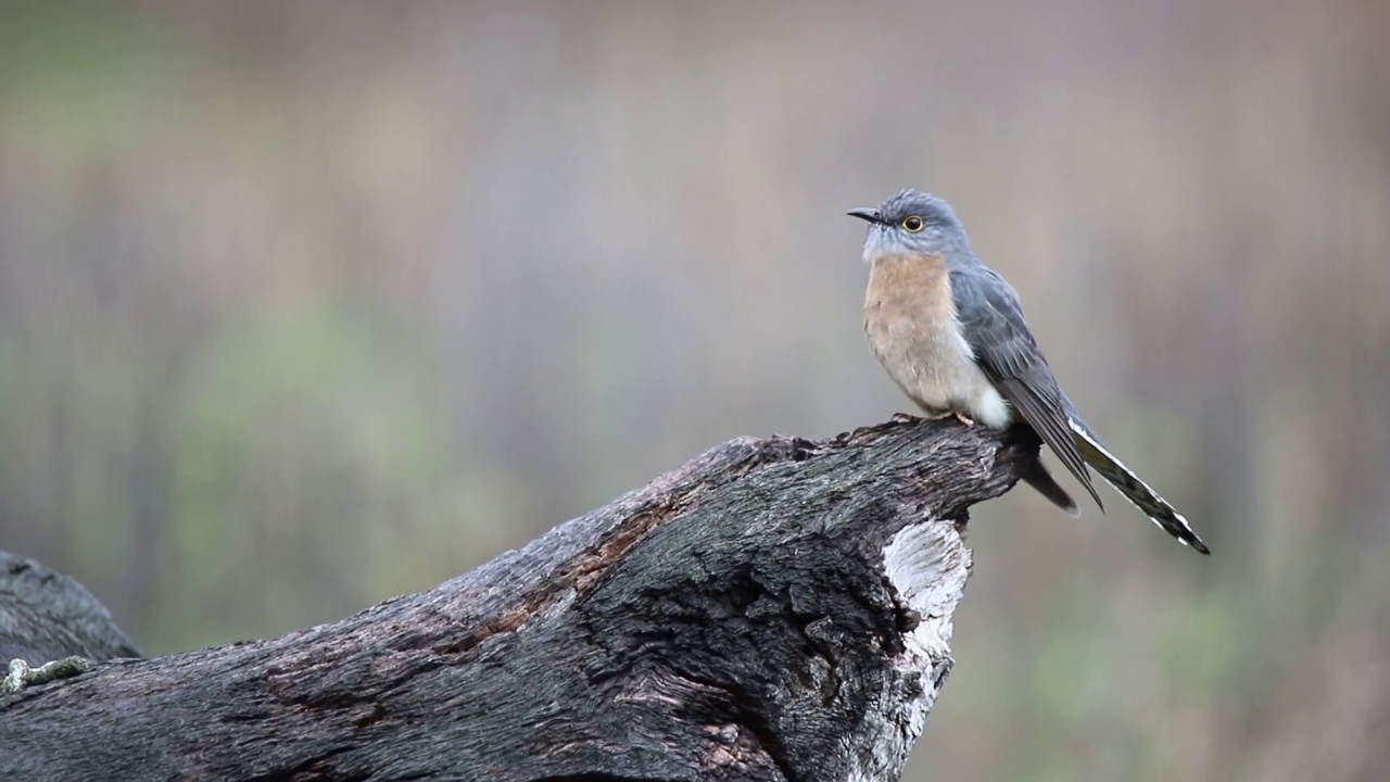 Fan-Tailed Cuckoo Call - YouTube