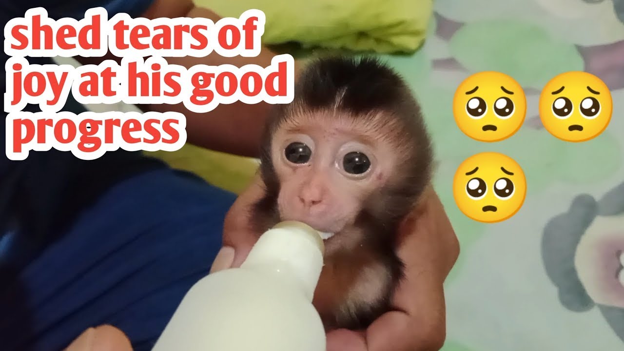 😢🥺best condition tonight newborn baby monkey, shedding tears of joy at ...
