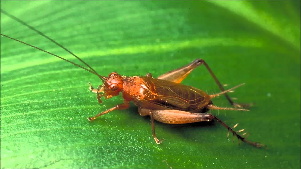 Chorus of crickets slowed down to sound like angels (my personal ...