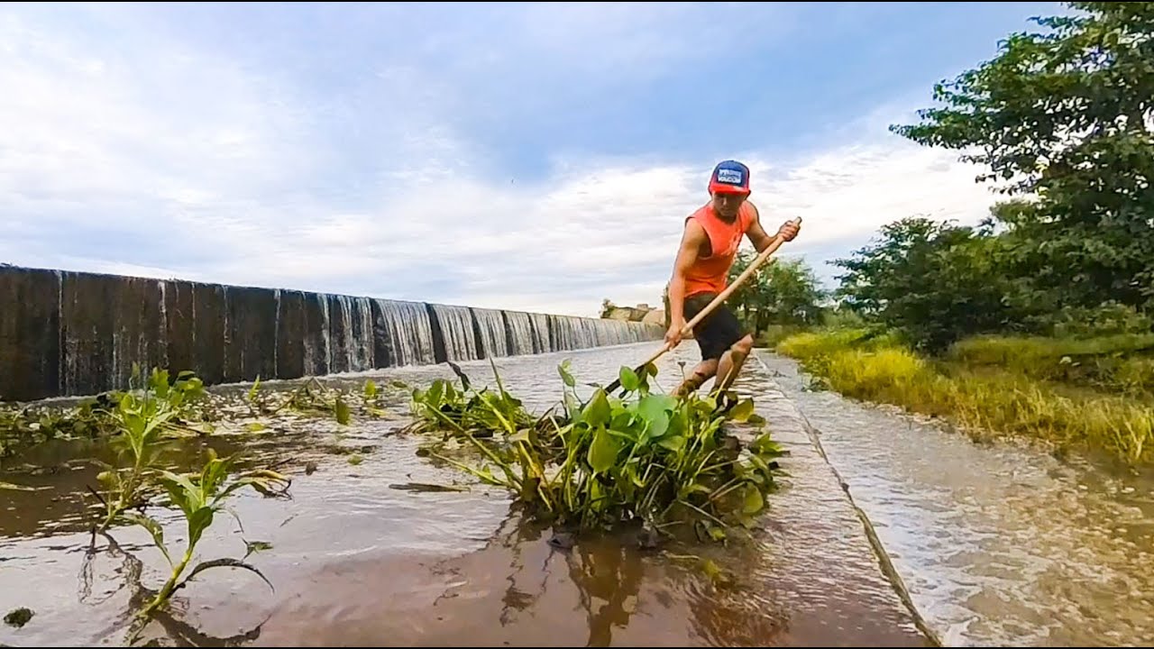 On Relax Day Remove Floating Plants Clogged On Massive Dam Drain Water ...