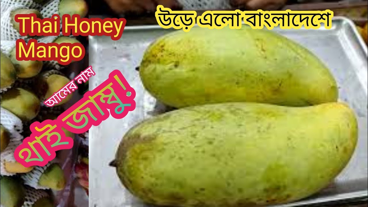 Thai Jambo/Jumbo Mango. থাই জাম্বো আম। #Thai Mango #testy mango #Thai ...